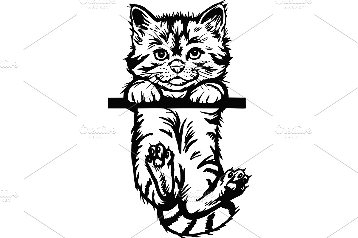 Cute Kitten - Funny Cat isolated on, an Animal Illustration by Digital ...