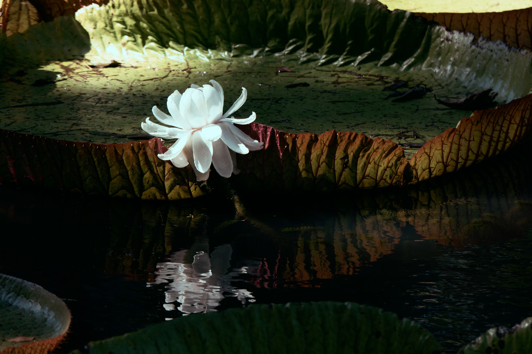 Giant water lily in botanical garden, a Nature Photo by Grey Coast Media