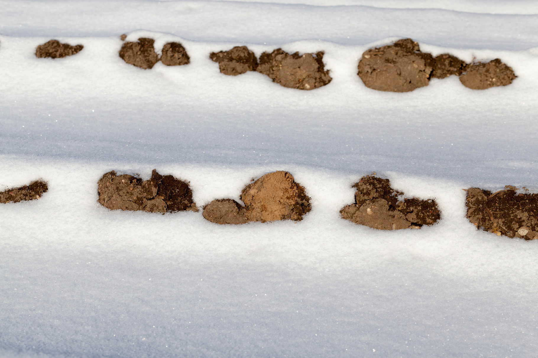 Snow drift and soil, a Nature Photo by rsooll