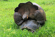 Galapagos giant tortoise turtle, an Animal Photo by reisegraf.ch