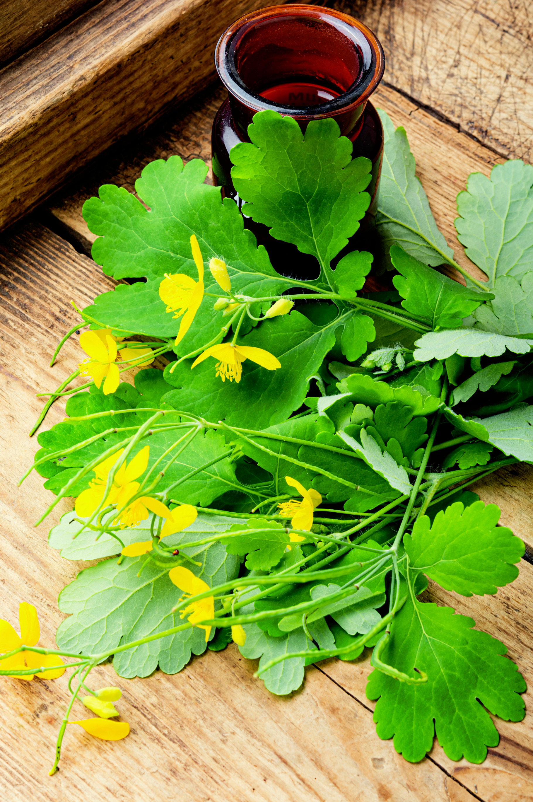 Celandine in herbal medicine featuring celandine, herb, and plant, a ...