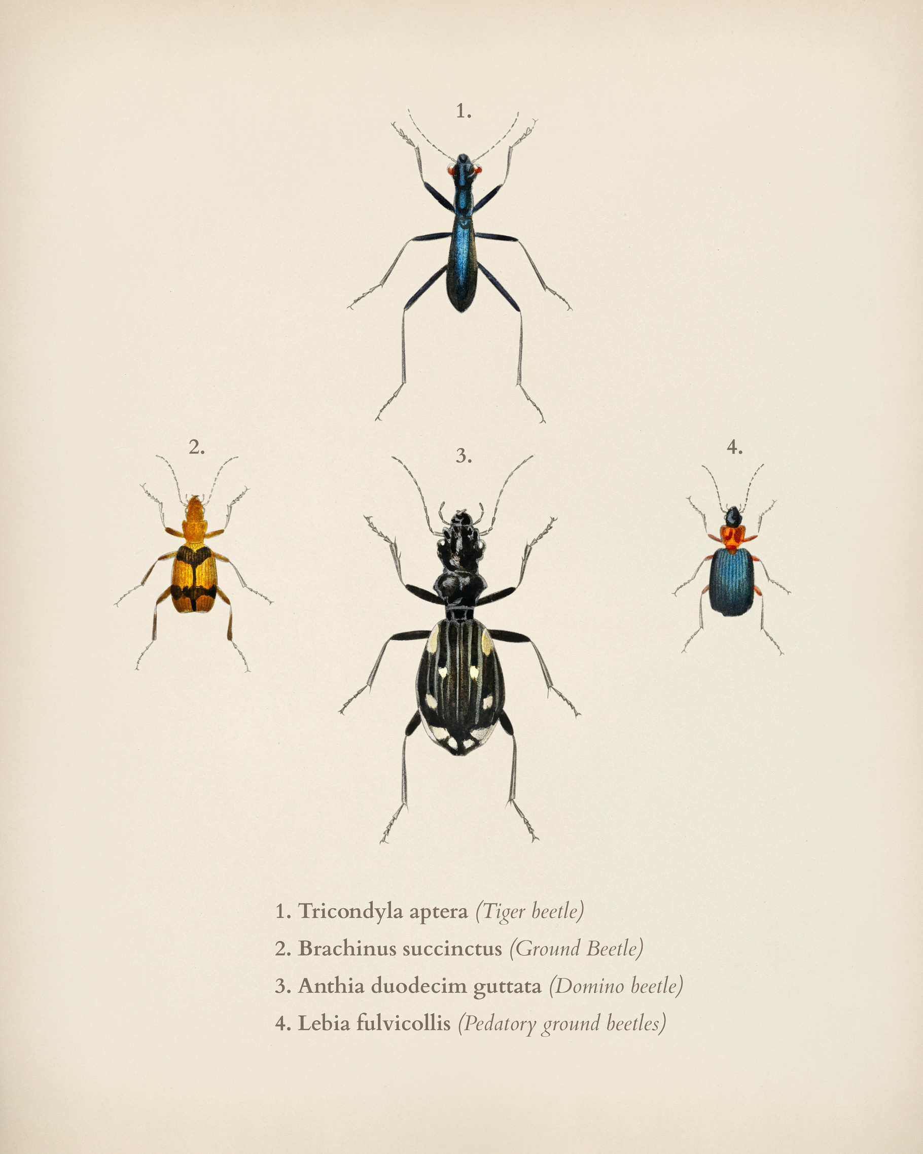 Different types of beetles, a Photo by rawpixel