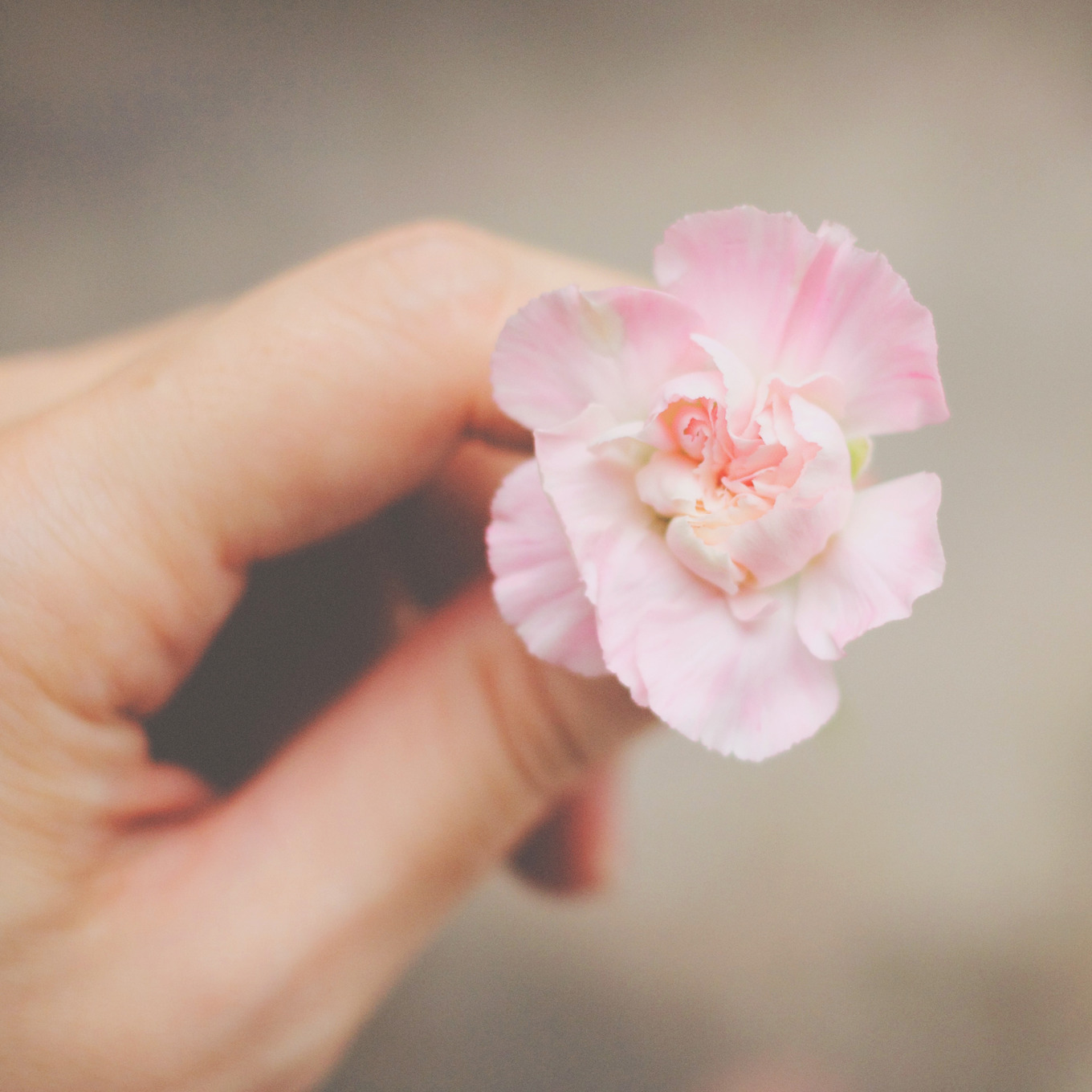 Hand holding pink flower, a Nature Photo by Nuchylee Photo