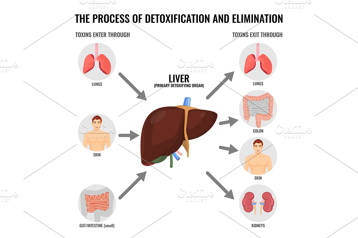 Process of detoxification and elimination cartoon medical poster, a ...