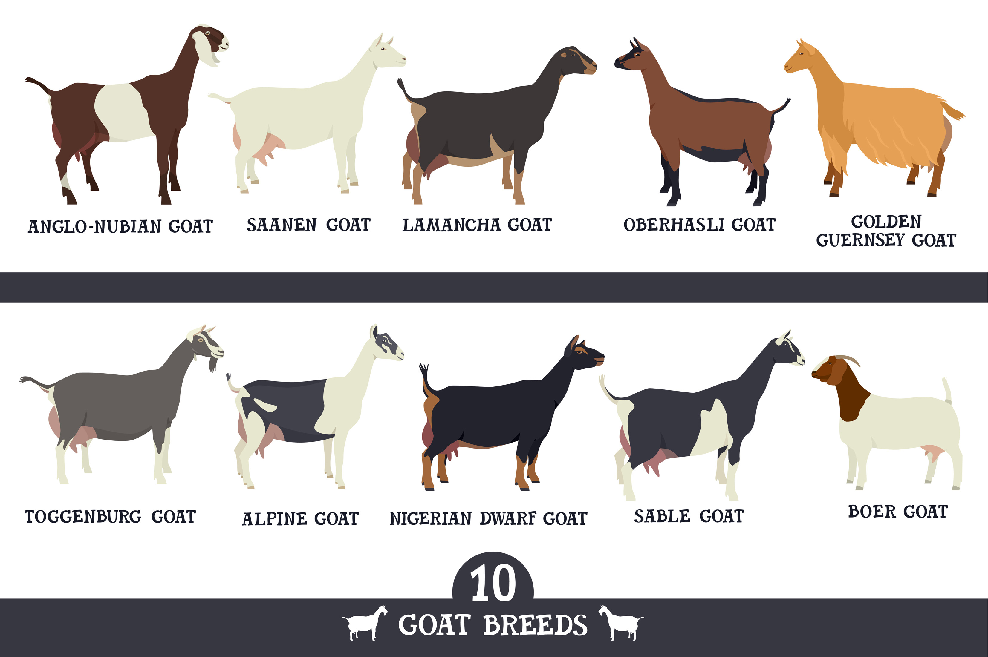 Goat breeds, an Animal Illustration by Nenilkime | Creative Market