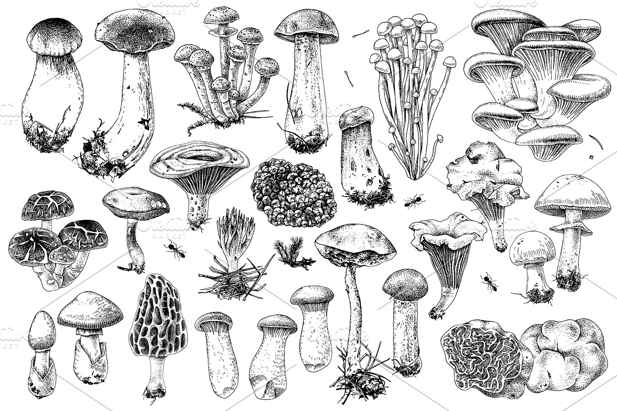 Hand drawn edible mushrooms set, a Food Illustration by handsketched