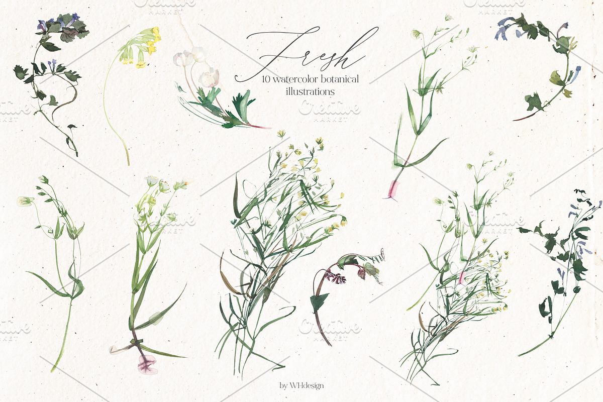Fresh Watercolor Botanical Clip Art, a Decorative Illustration by ...