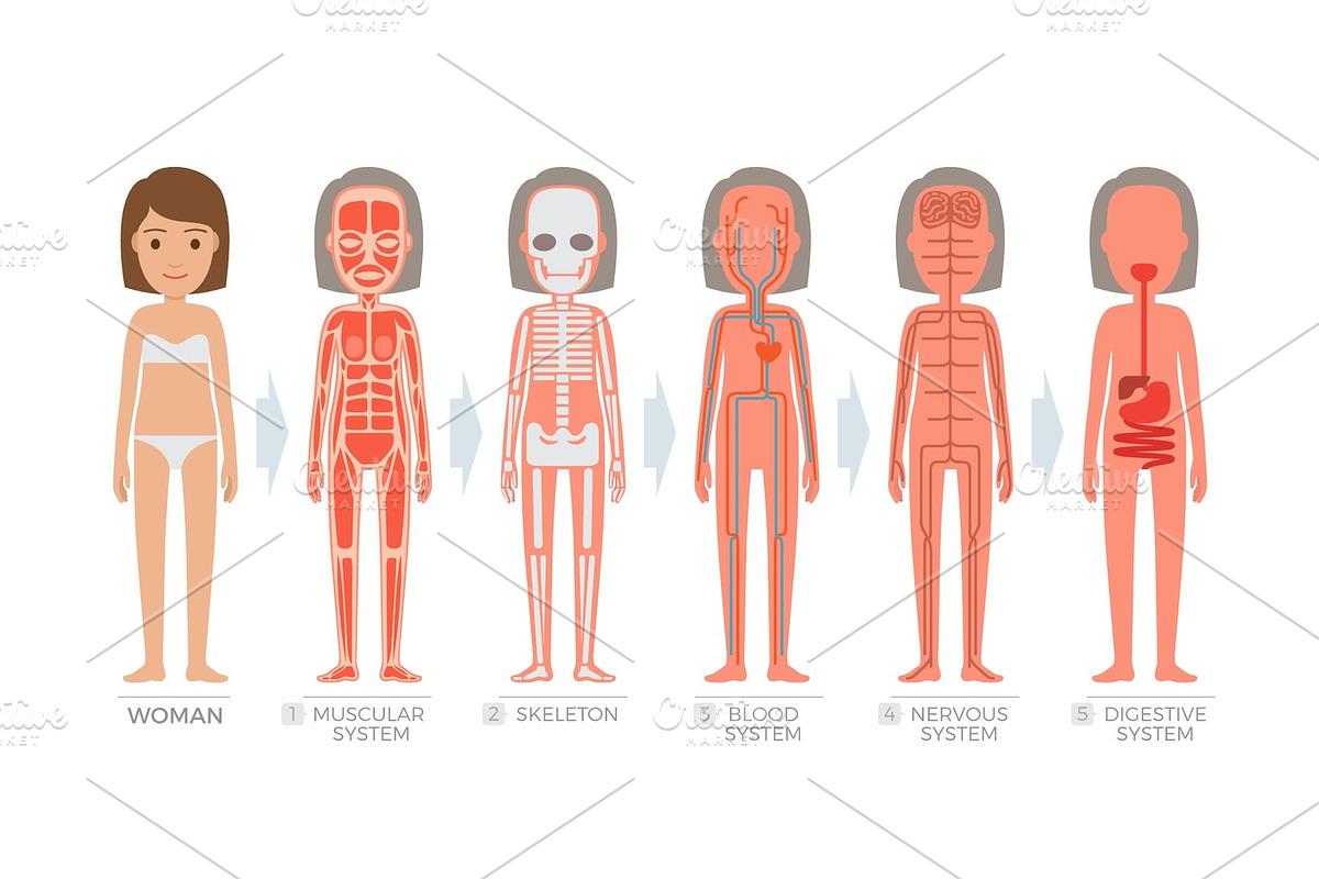 Woman Anatomy System and Structure of Human Body, an Education ...