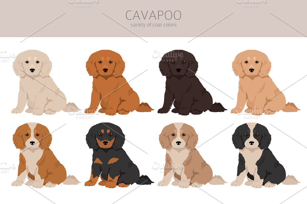Cavapoo clipart