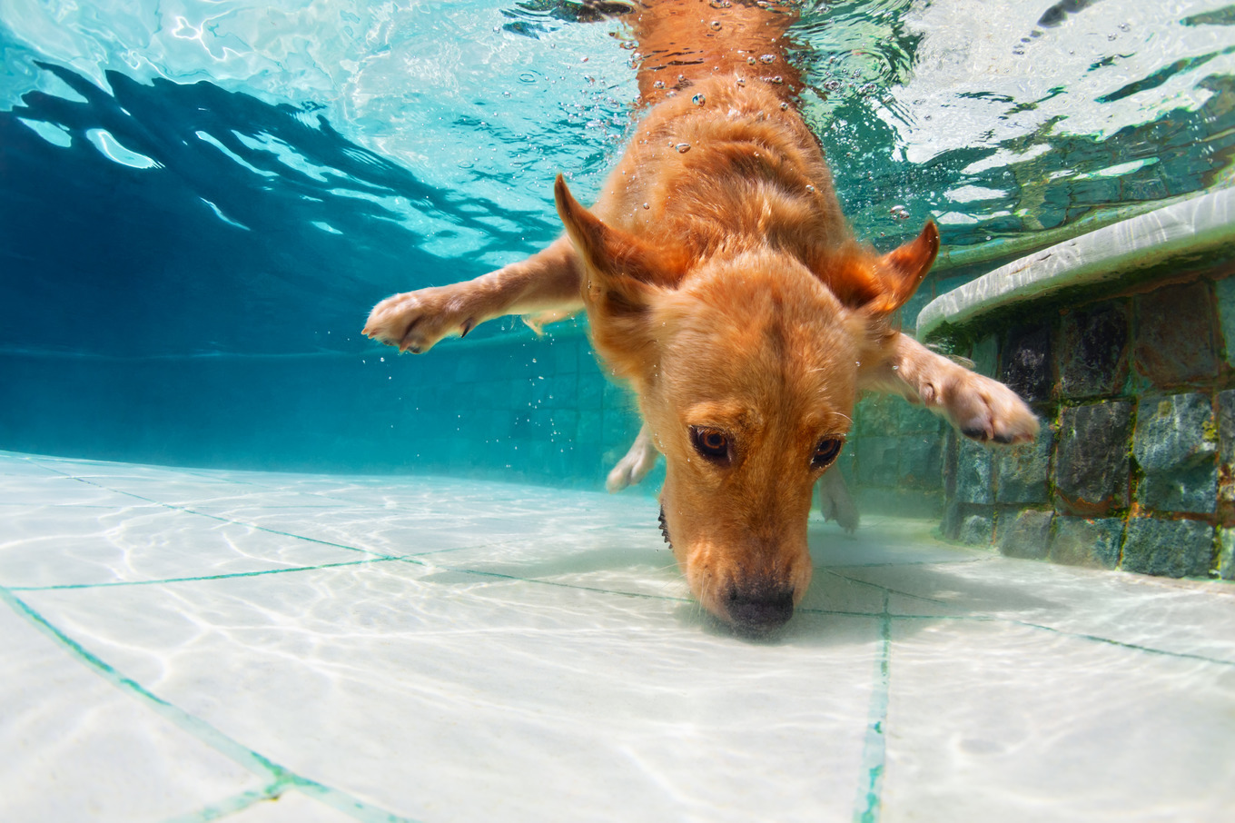 Dog diving in swimming pool, an Animal Photo by Tropical Studio