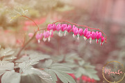 Heart shaped fuschia flowers, a Nature Photo by MONNKA