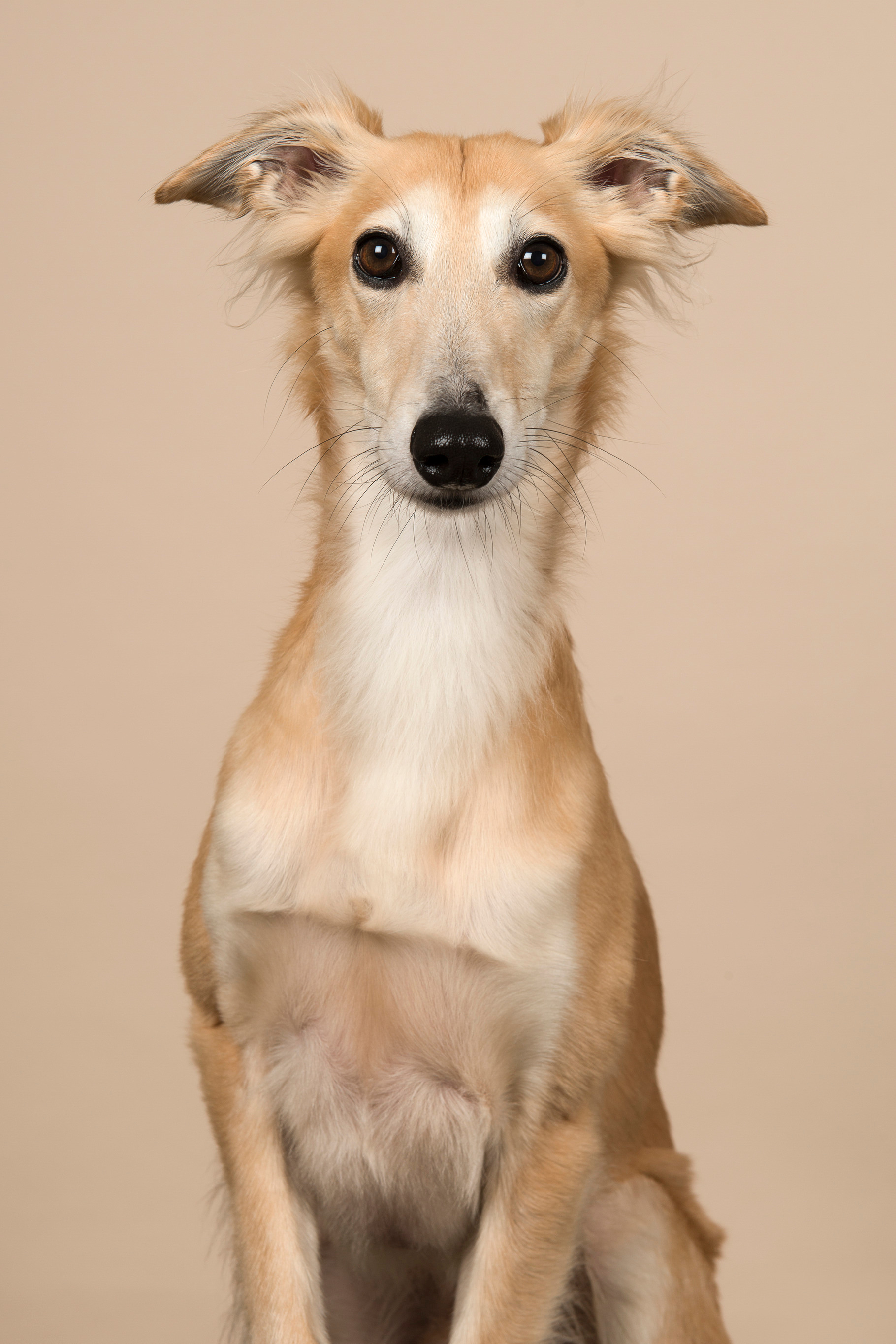 Portrait of a cute silken windsprite featuring silken windsprite ...