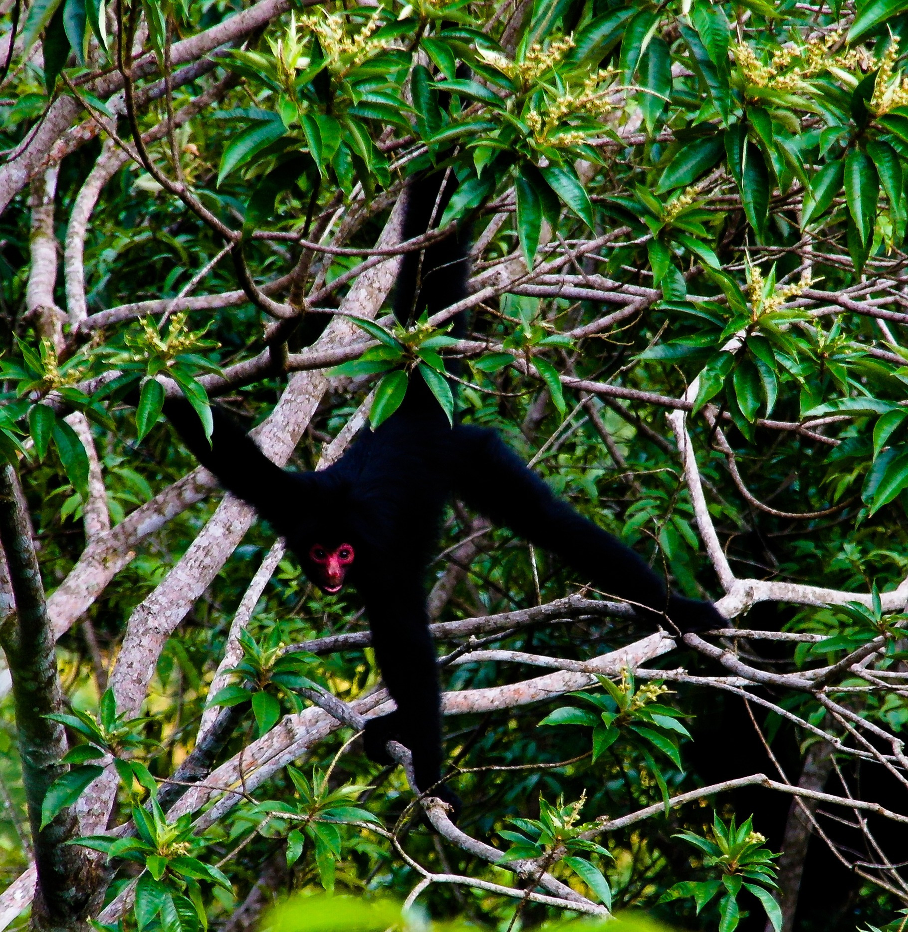 Spider monkey male swinging on the t featuring monkey, spider, and ...