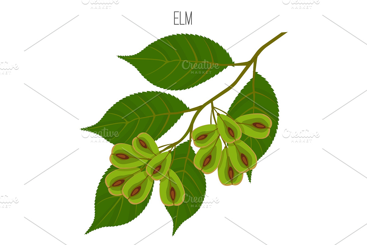 Elm leaves with serrate margins, fruit round wind-dispersed samara, a ...