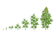 Hemp growth stages., a Healthcare Illustration by Vector illustrations