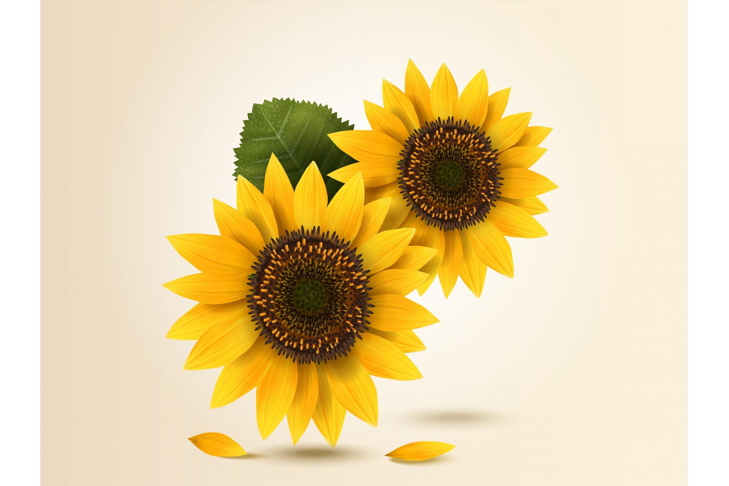 Exquisite sunflower design, an Illustration by TotallypicRF