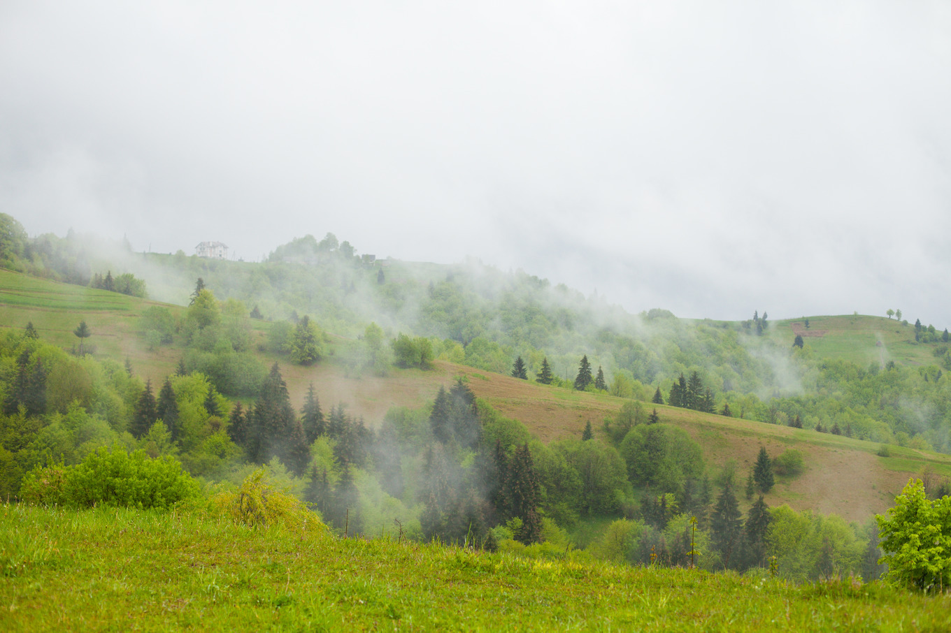 Summer environment featuring trees, forest, and grass, a Nature Photo ...