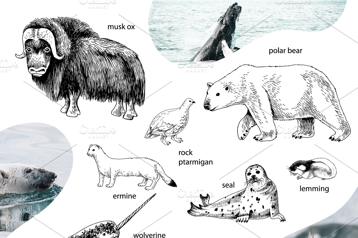 Hand drawn Arctic animals collection, an Animal Illustration by ...