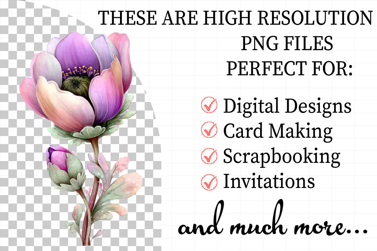 Spring Cosmos Flower Clipart, an Illustration by Daily.Designs