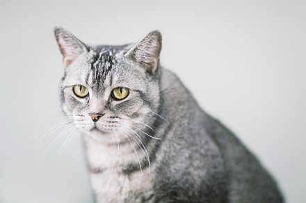 Looking Forward, an Animal Photo by Gorma Kuma