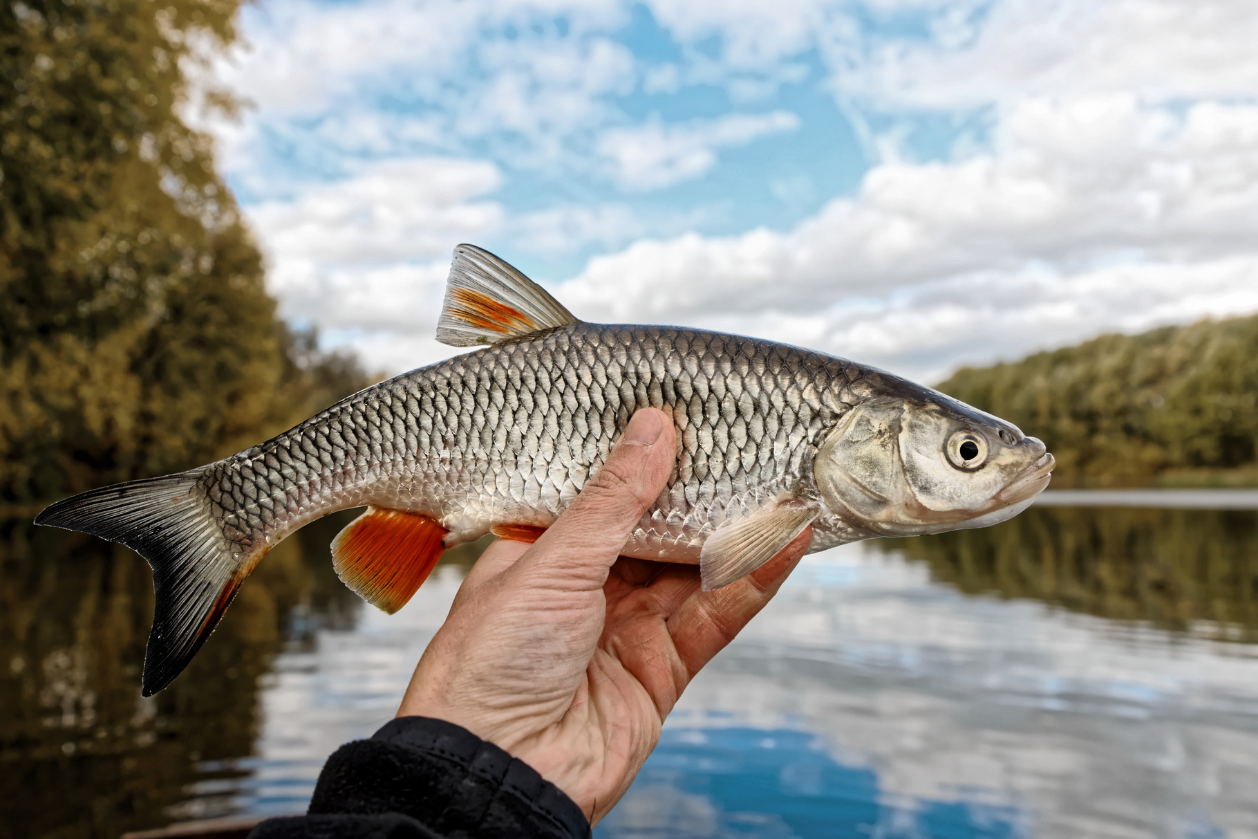 Chub fish in angler's hand containing fish, chub, and big, a Nature ...
