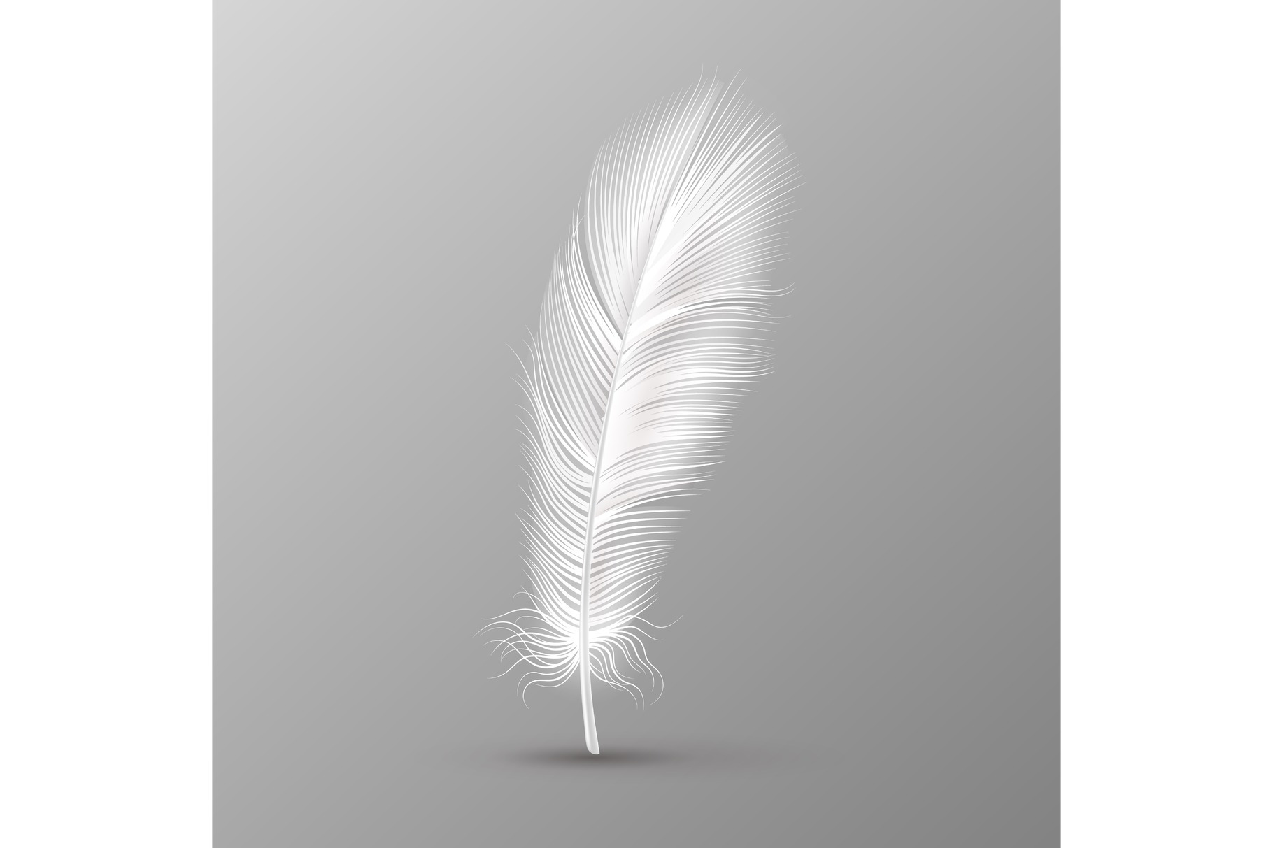 Realistic feather. Single white soft, an Animal Illustration by YummyBuum