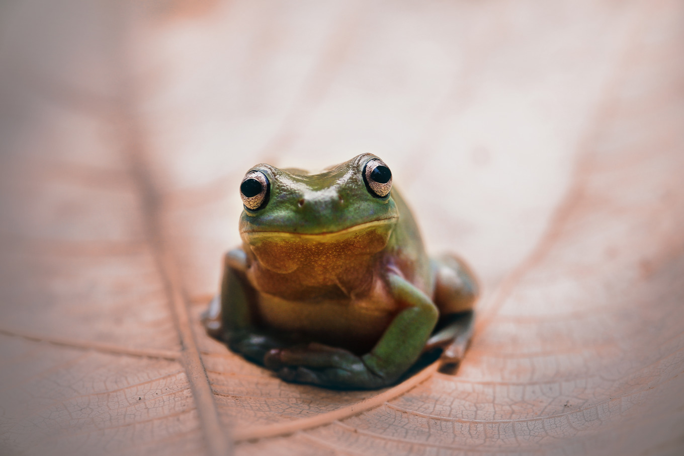 Frog dumpy frog animal featuring frog, dumpy frog, and animal, an ...