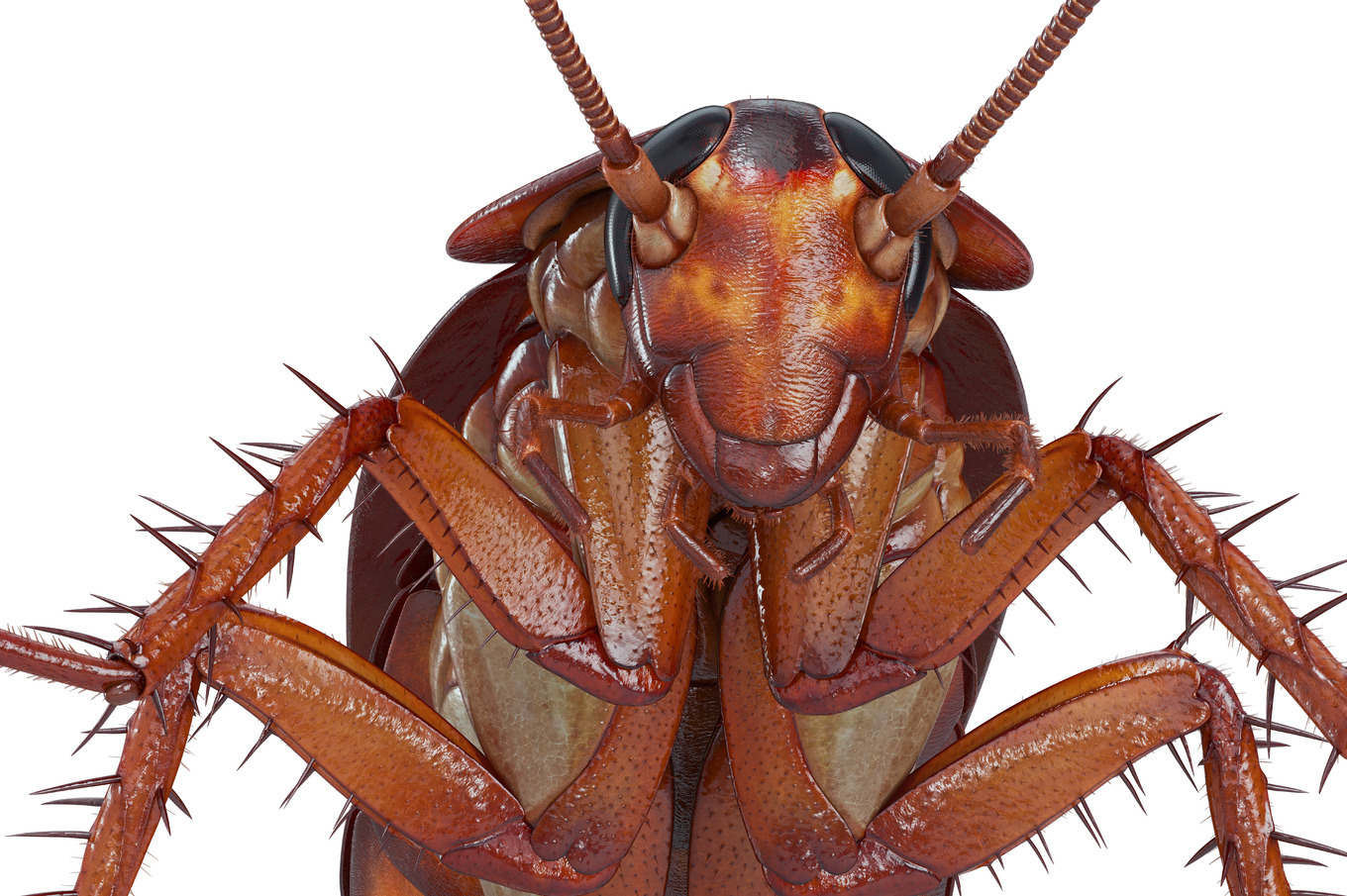 Cockroach bug small beetle, close view, an Object Graphic by ARTYuSTUDIO