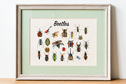 Beetles ABC Posters, an Education Illustration by Tati Bordiu ...