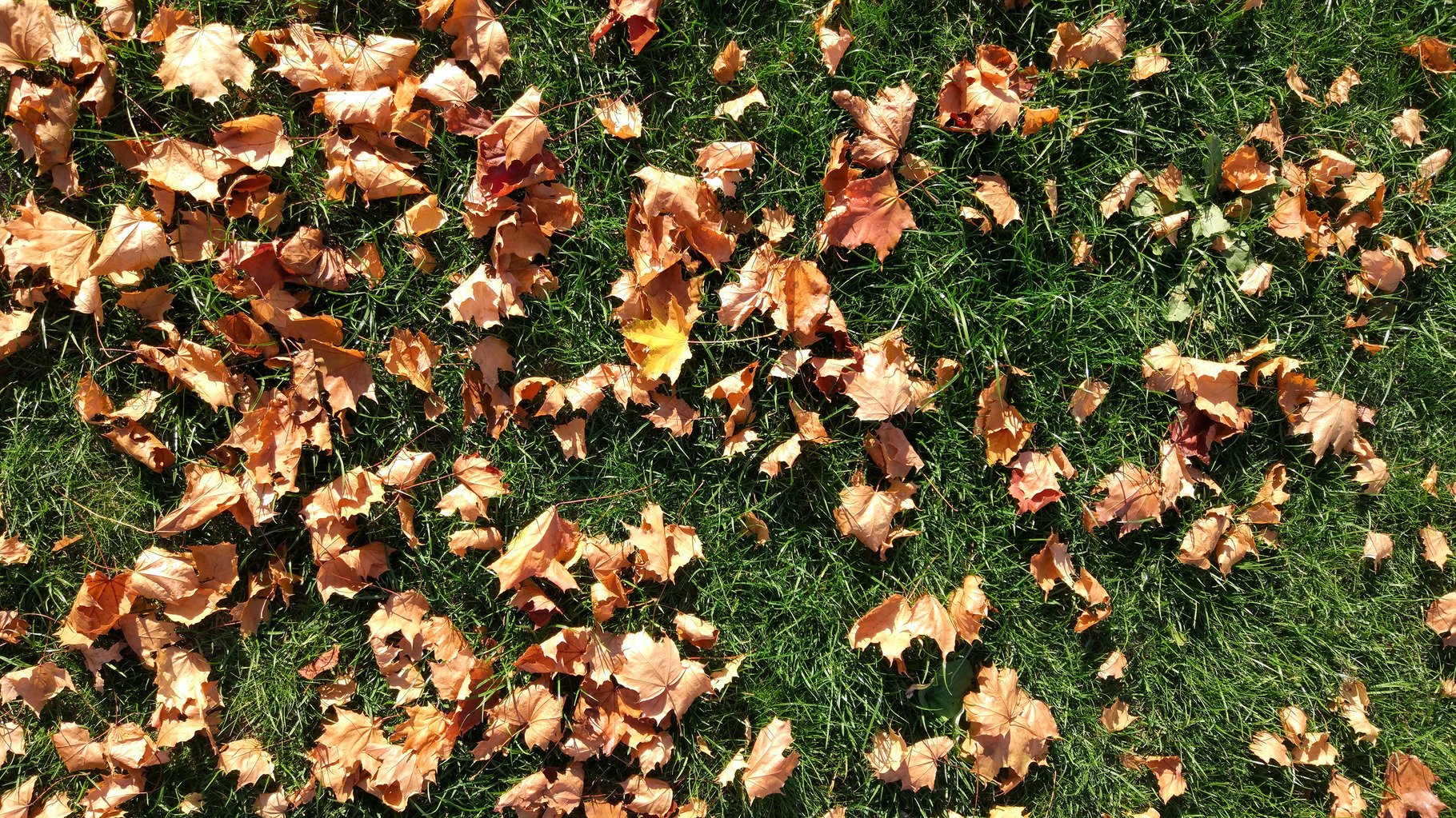 Green grass, close-up view from, a Nature Photo by byswat