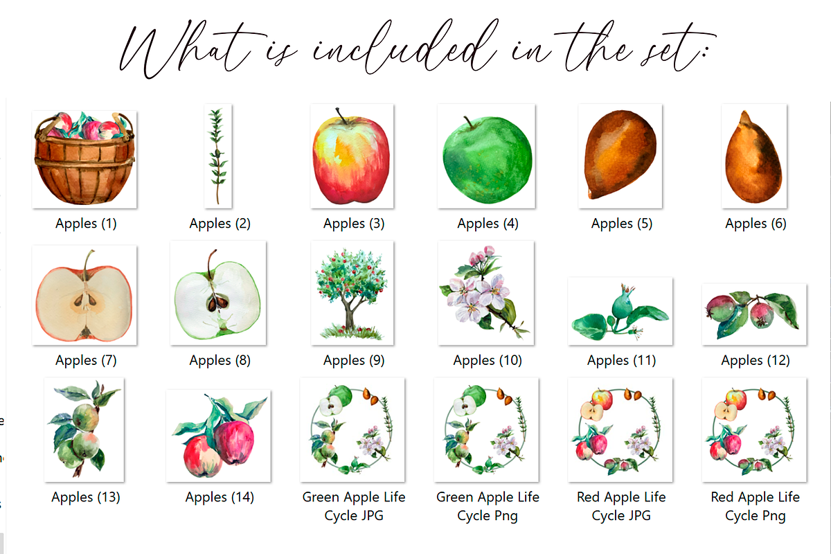 Apple Life Cycle and Clip Arts, an Education Illustration by Tati Bordiu