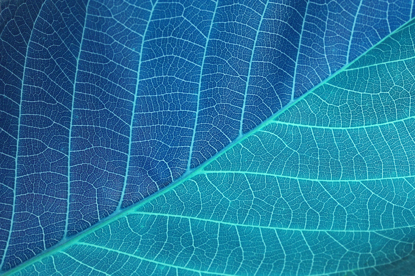 blue leaf background, a Nature Photo by Liliia Rudchenko