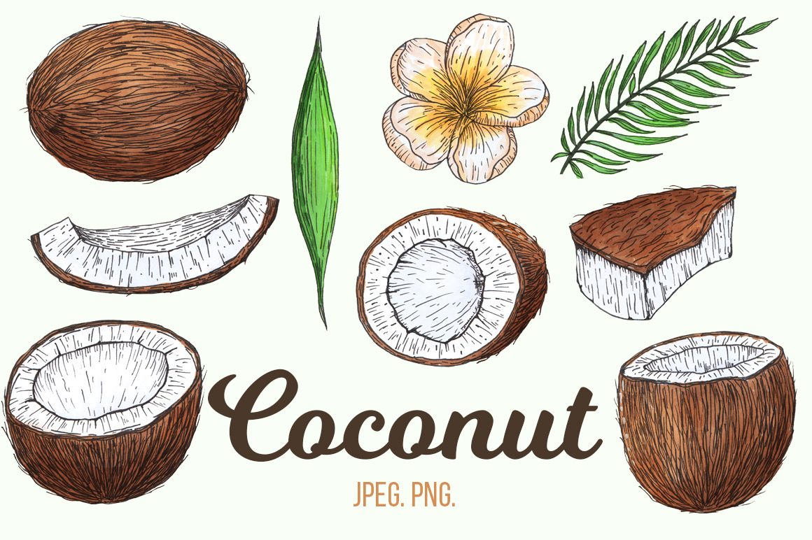 Hand drawn cartoon coconut, a Food Illustration by CGterminal