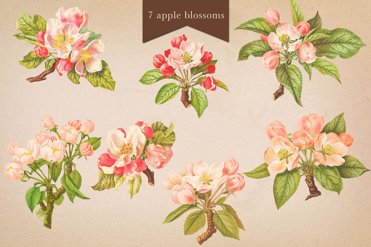 Flower Power Mega Bundle Vol 2, an Illustration by Eclectic Anthology