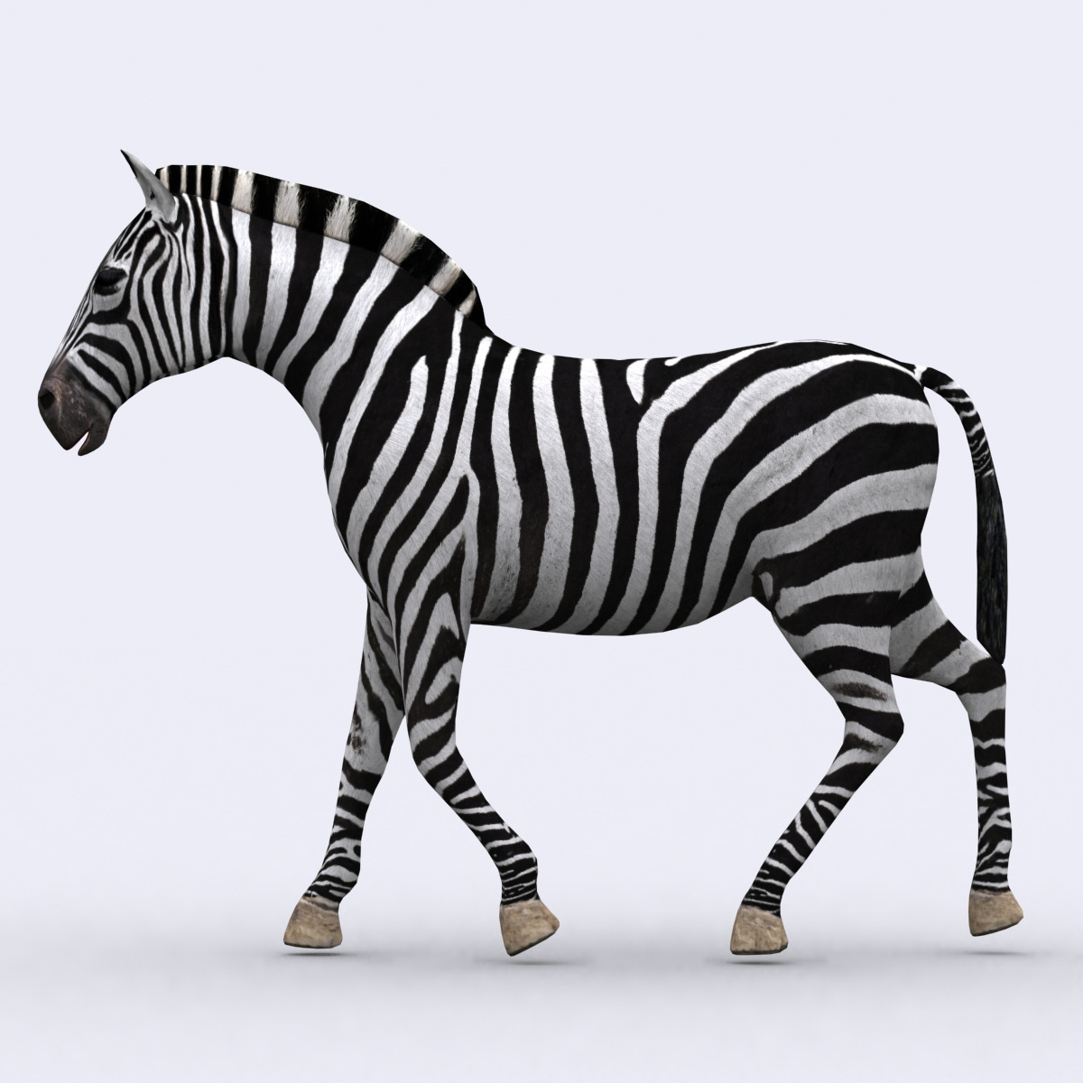 3DRT - Safari animals -Zebra, an Animal 3D Model by 3DRT.com