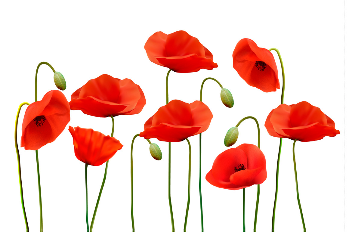 Nature Background With Poppies, a Decorative Illustration by ecco