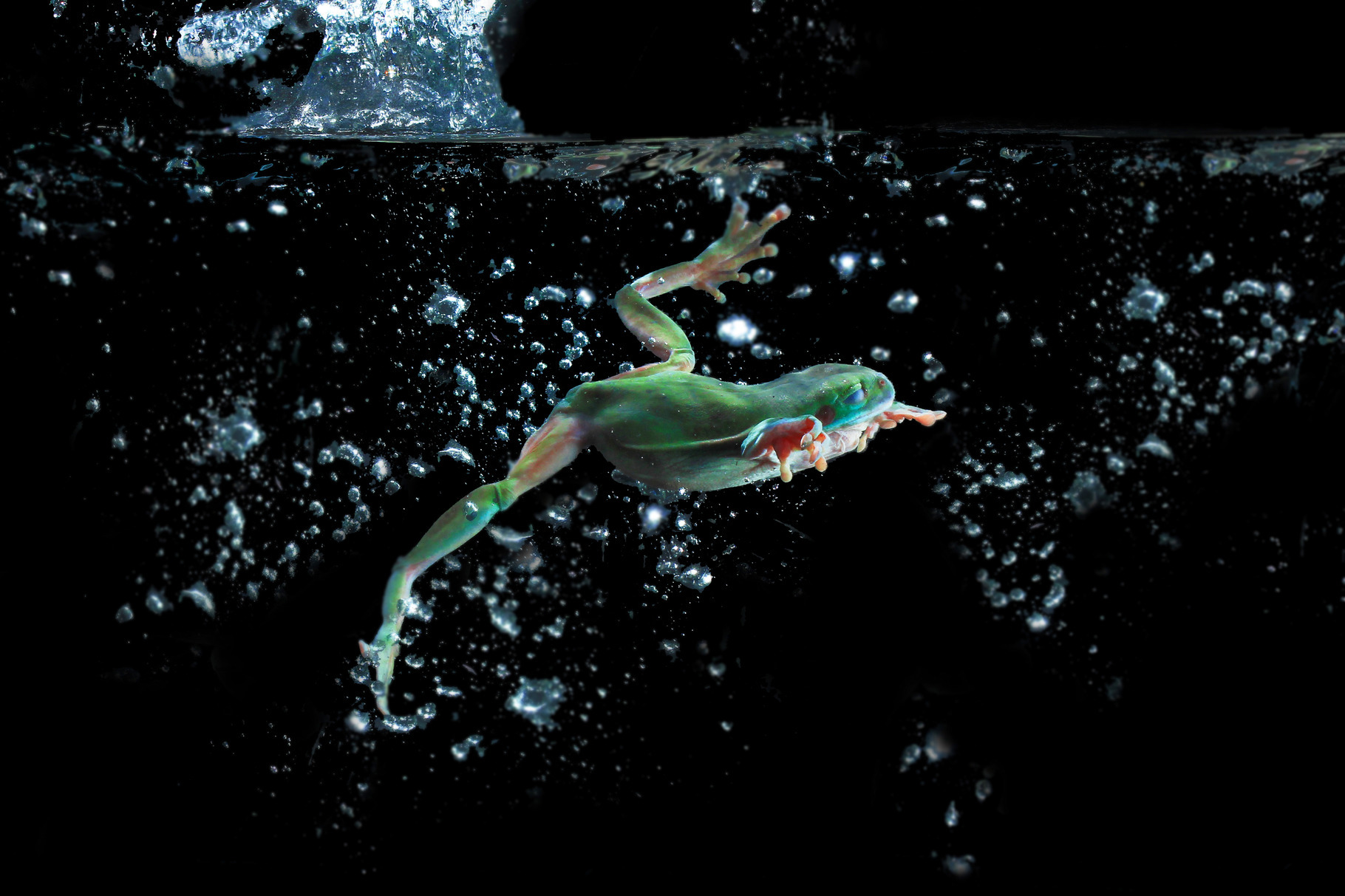 Frog tree frog dumpy frog featuring frog, tree frog, and dumpy frog, an ...