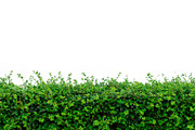 Hedge plant isolated on white background. Nature and Decoration, a ...