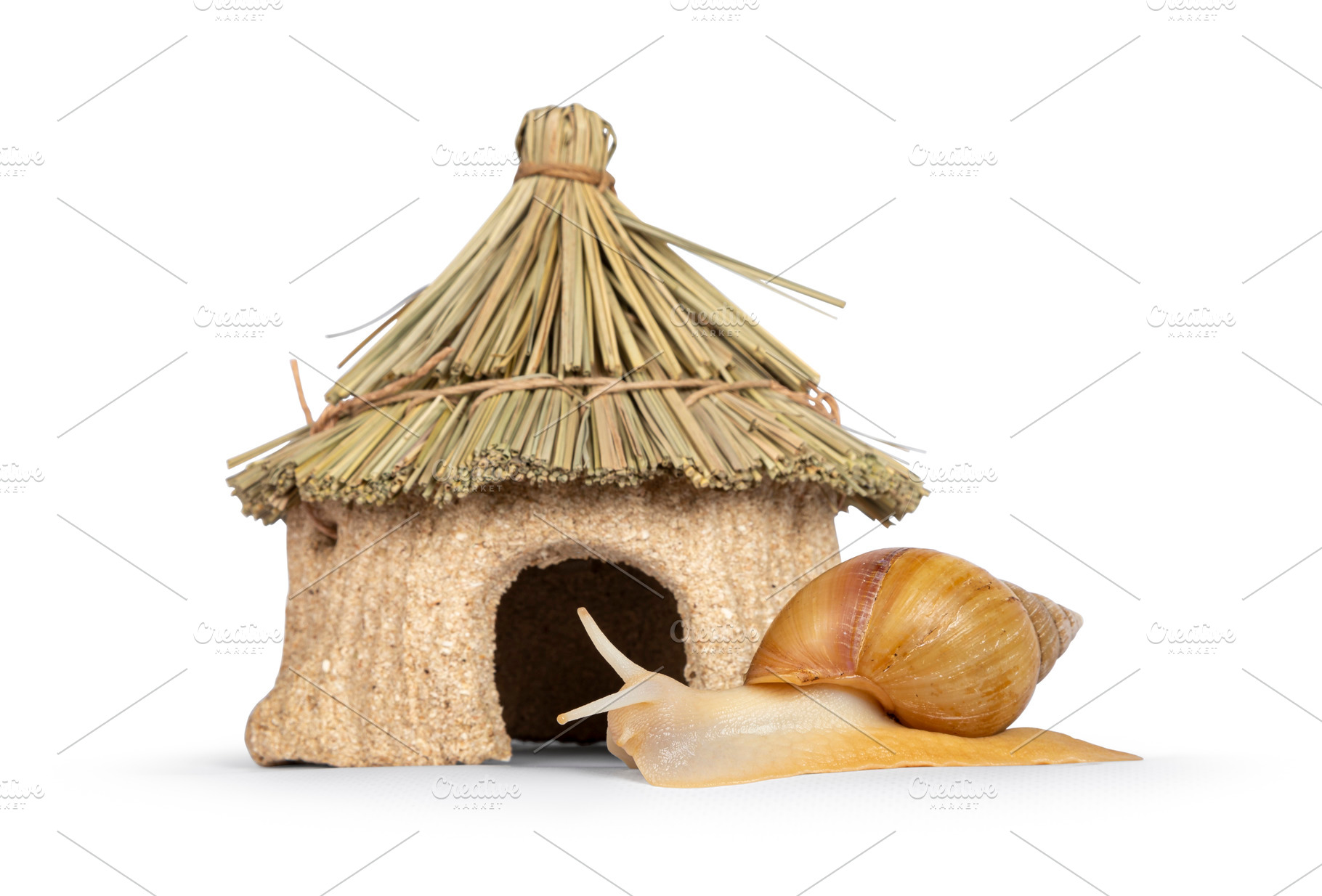 Giant West African snail on white background, an Animal Photo by Cat ...