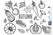 Autumn seasonal menu | Food Illustrations ~ Creative Market