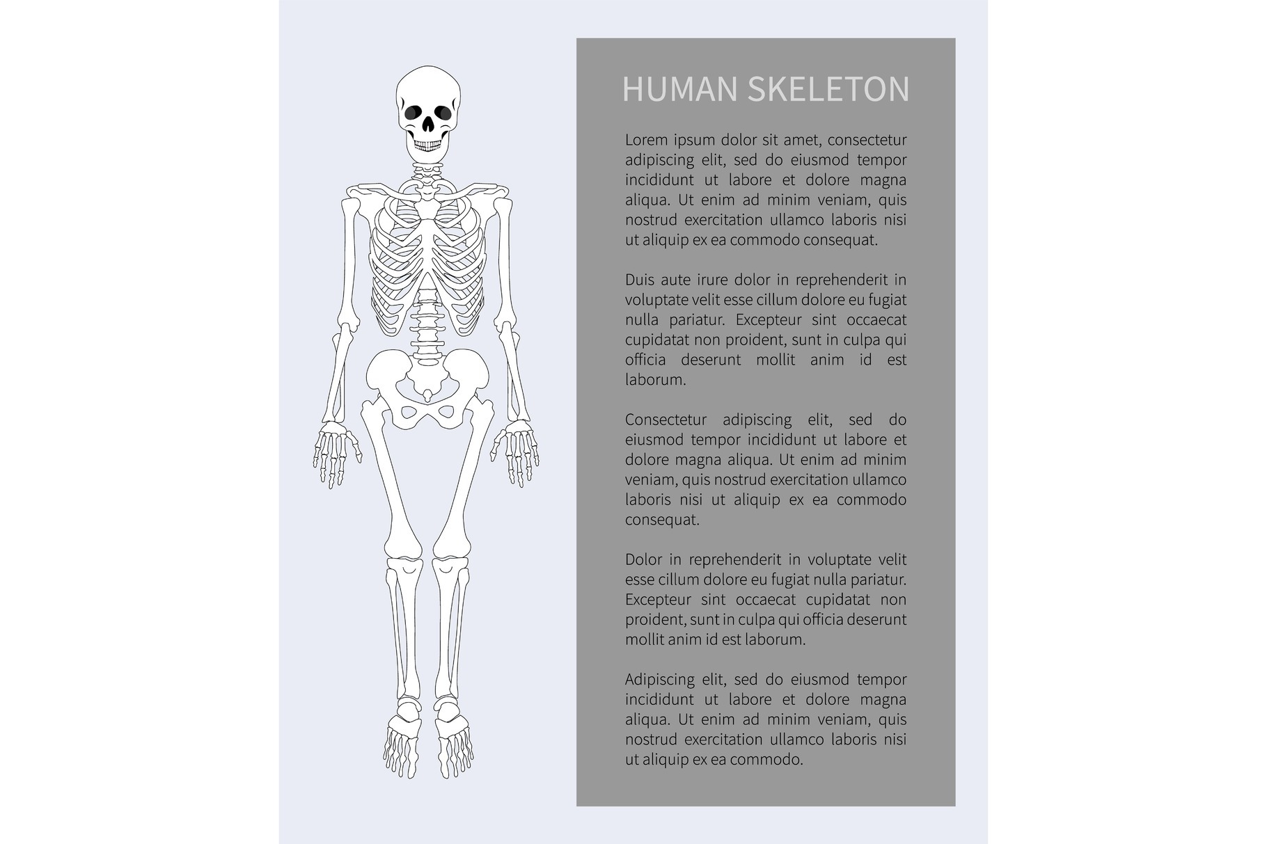 Human Skeleton Text Banner Vector, an Object Graphic by robuart