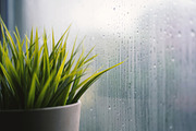 Plant pot near window with rain | Nature Stock Photos ~ Creative Market