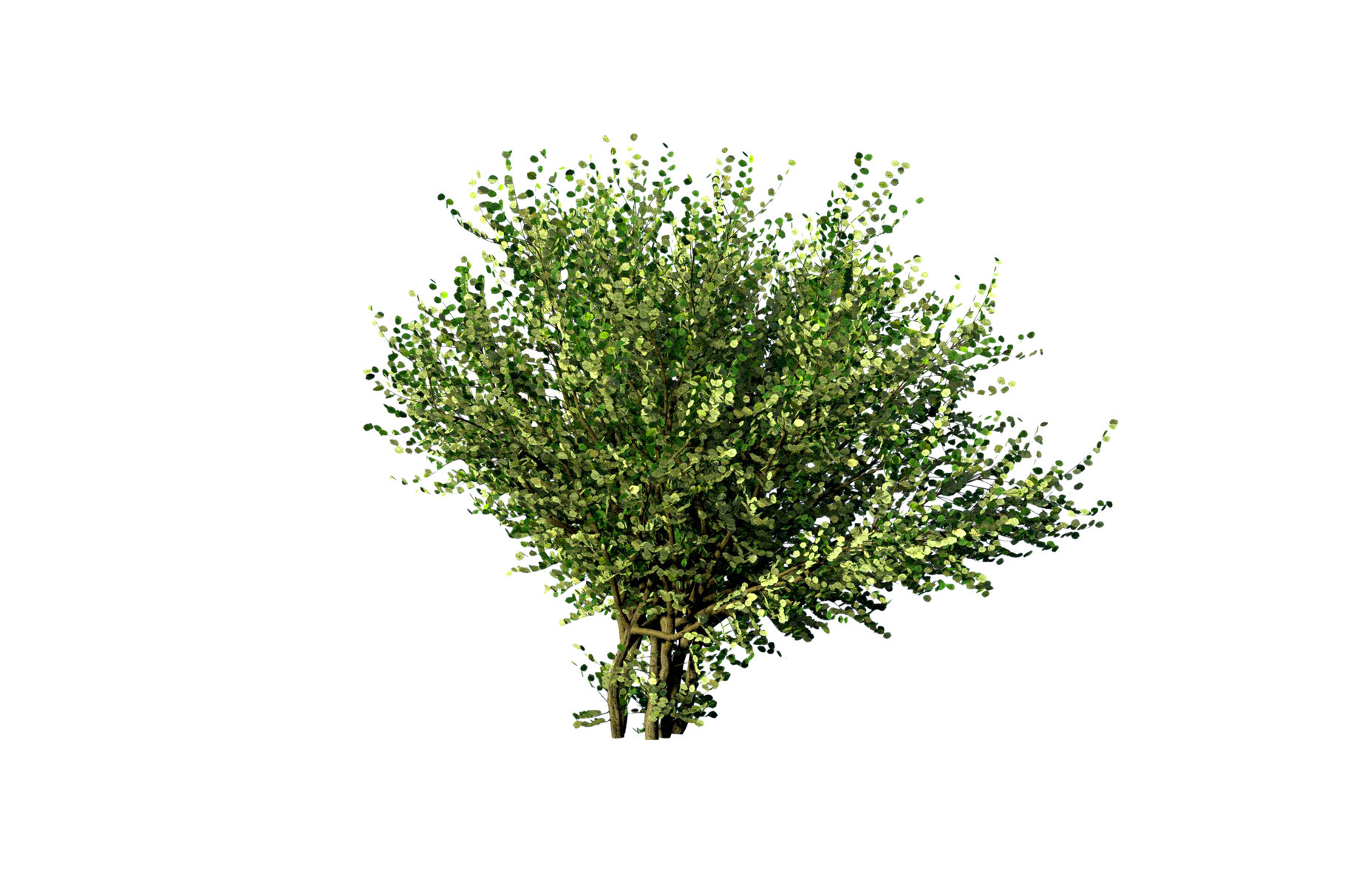 Common hazel tree on side view green containing 3d, avellana, and ...