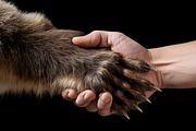 Animal and human handshake | Animal Illustrations ~ Creative Market