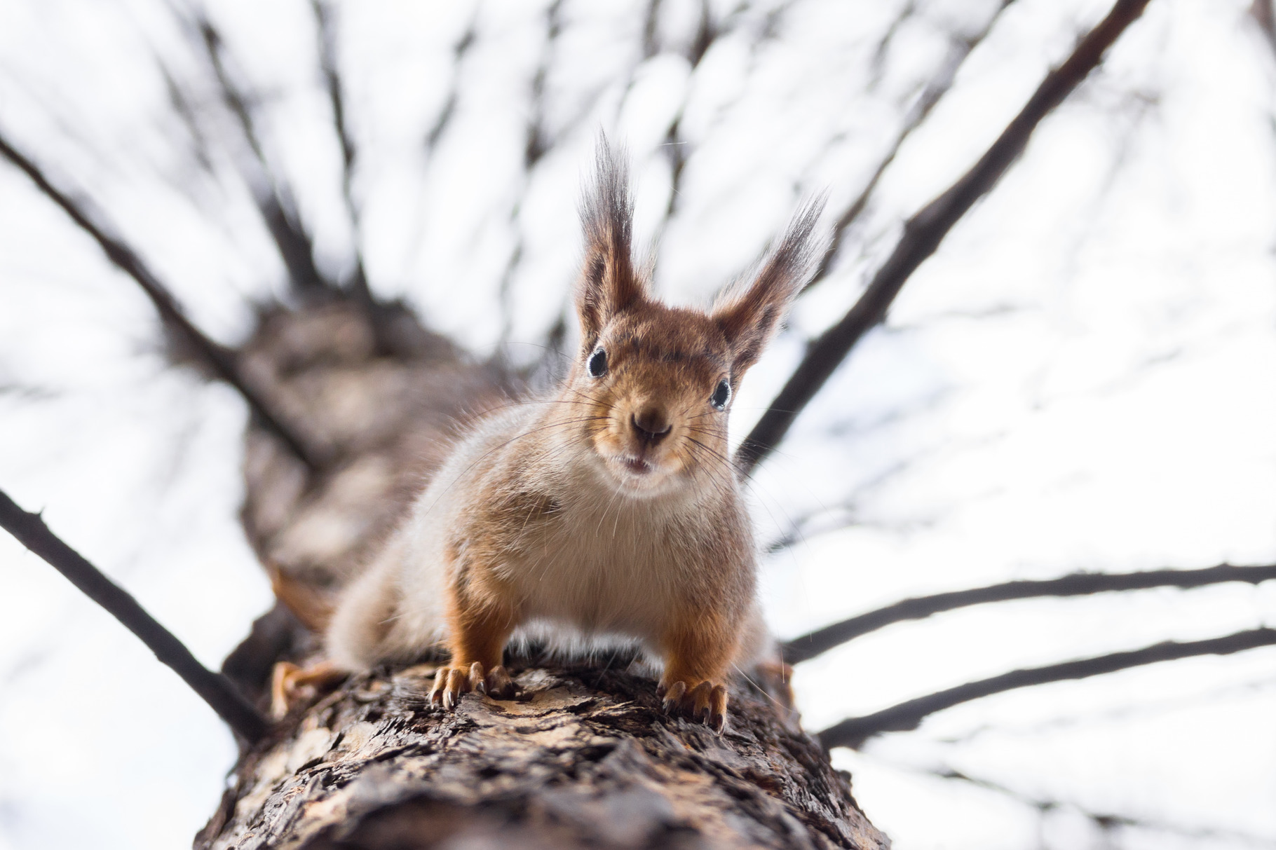 Squirrel on a tree featuring squirrel, tree, and hair, an Animal Photo ...