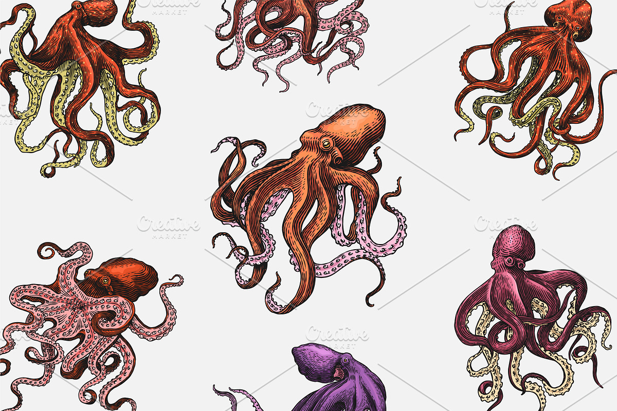 Sea octopus set. Creature drawing., an Animal Illustration by Arthur ...