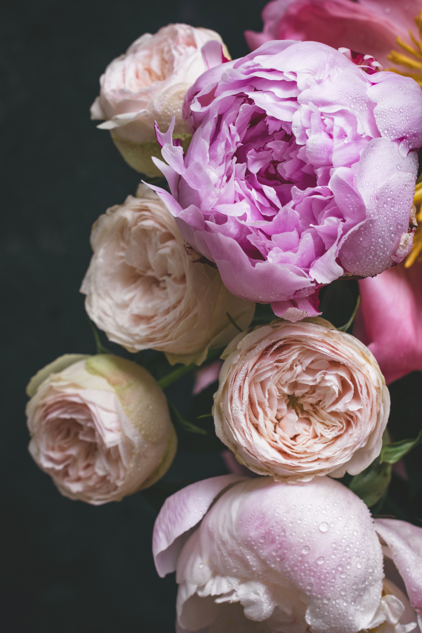 Roses and peonies, a Nature Photo by The baking man