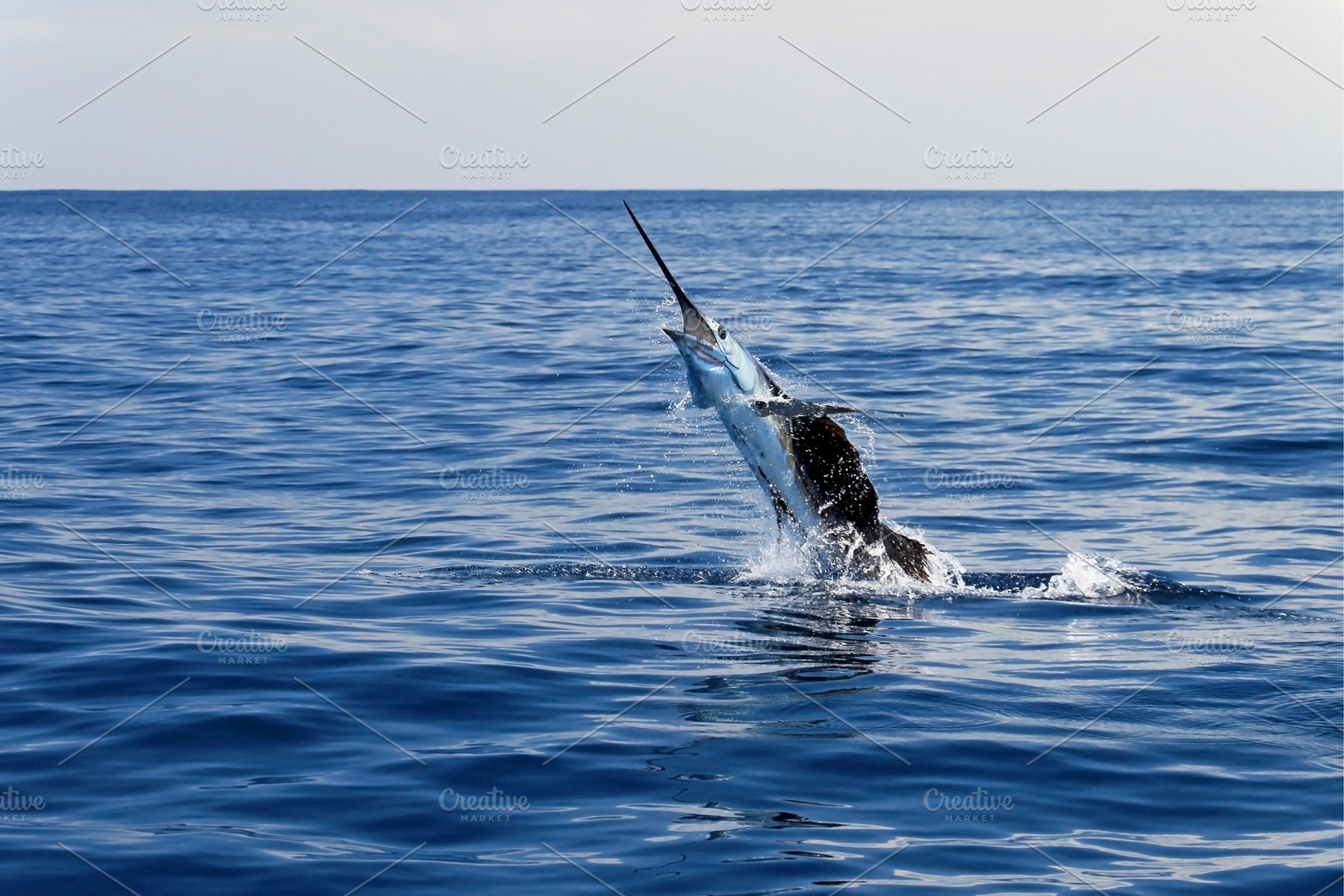Marlin sailfish pacific ocean stock photo containing marlin and ...