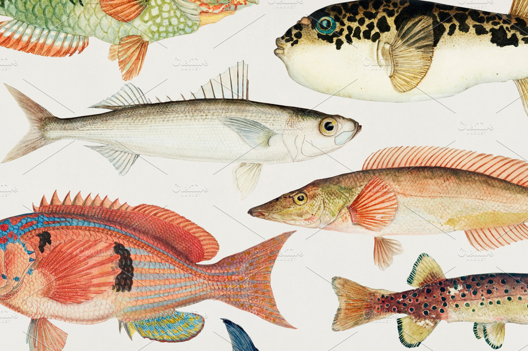 Colorful southern pacific fishes featuring fish, set, and pacific, an ...