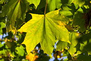 autumn tree with foliage changed color in the autumn season, a ...